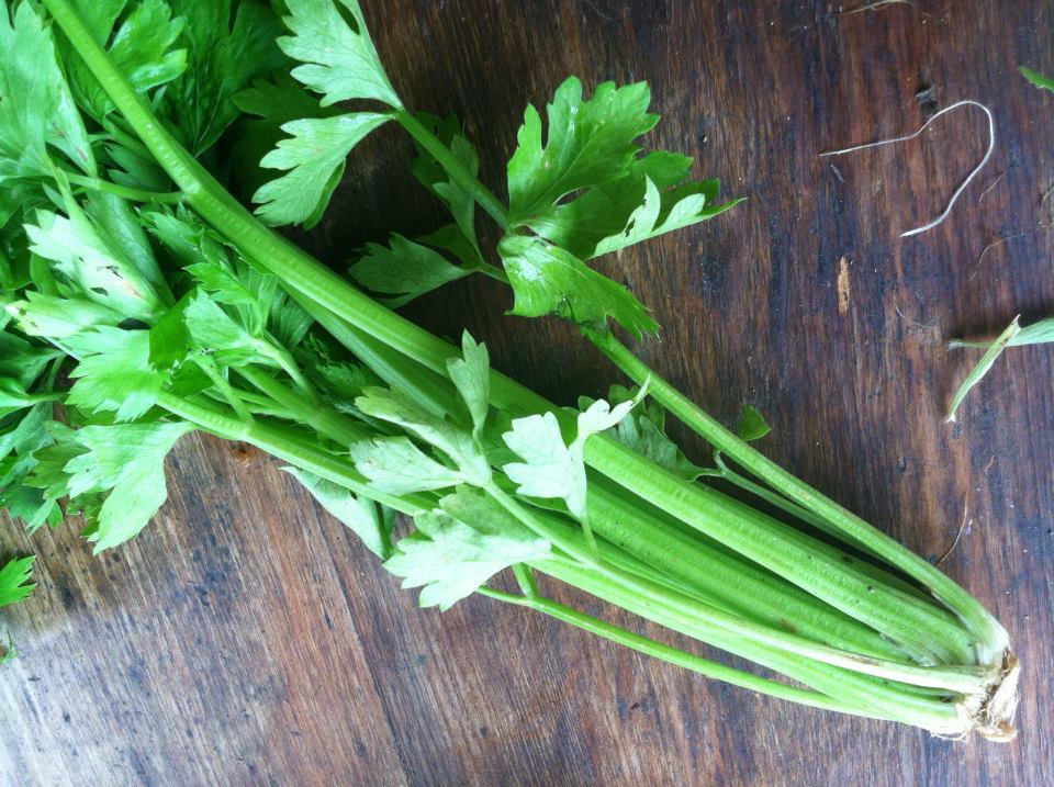 Celery - Riverview Farms