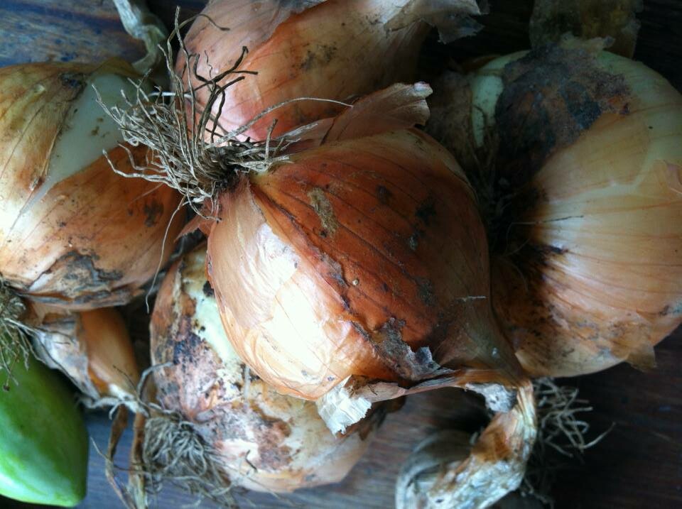 Dolma Mahshi (Iraqi Stuffed Onions) - Riverview Farms