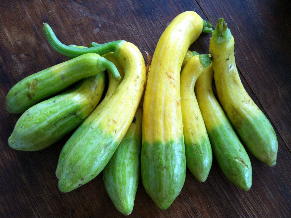 Summer Squash - Riverview Farms